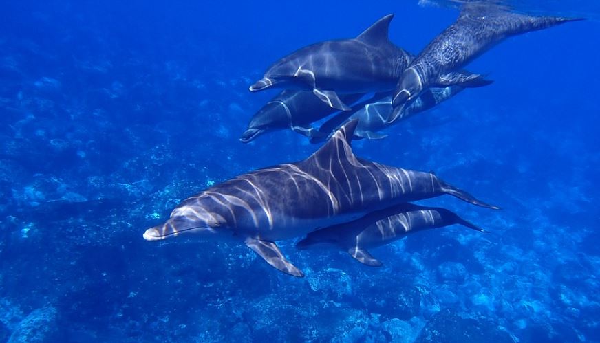 Swim With Dolphins Perth
