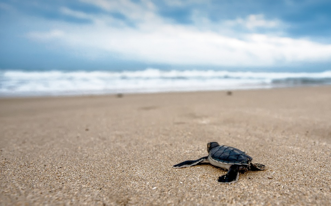 Baby Sea Turtle Hatching Australia - ALWAYS ADVENTURE READY